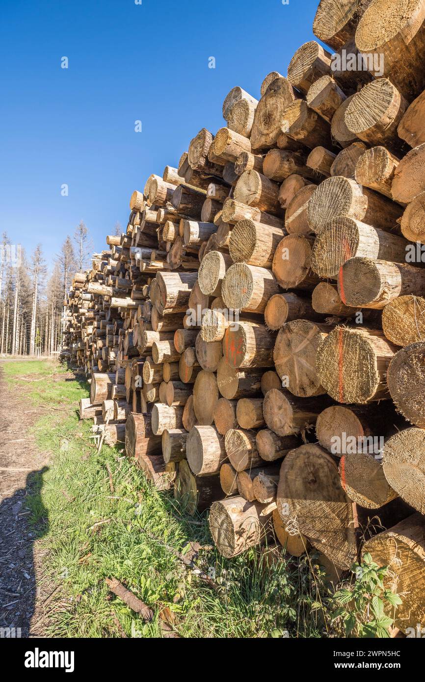 Piled up tree trunks polter in the harz national park hi-res stock ...