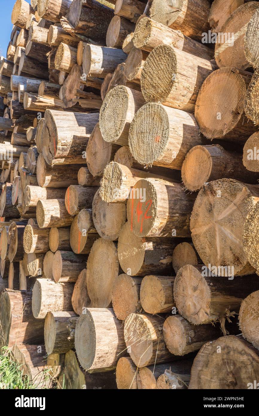 Piled up tree trunks polter in the harz national park hi-res stock ...