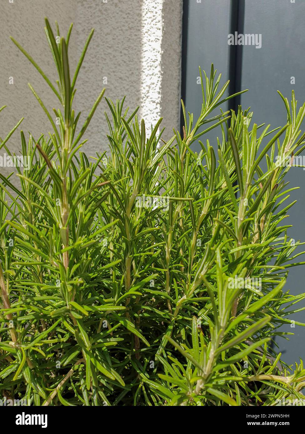 Green rosemary bush in sun hi-res stock photography and images - Alamy