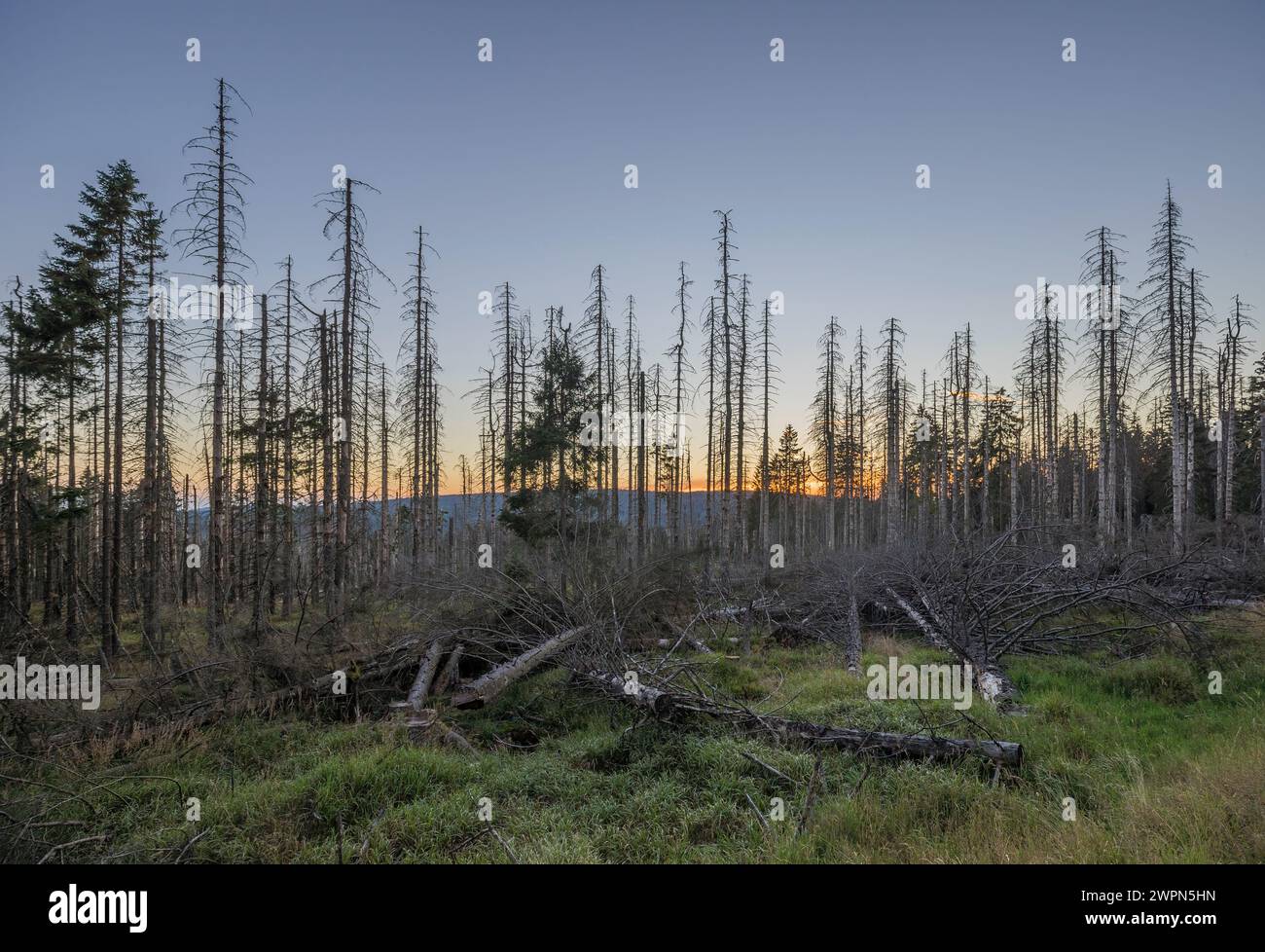 Tree rejuvenation hi-res stock photography and images - Alamy