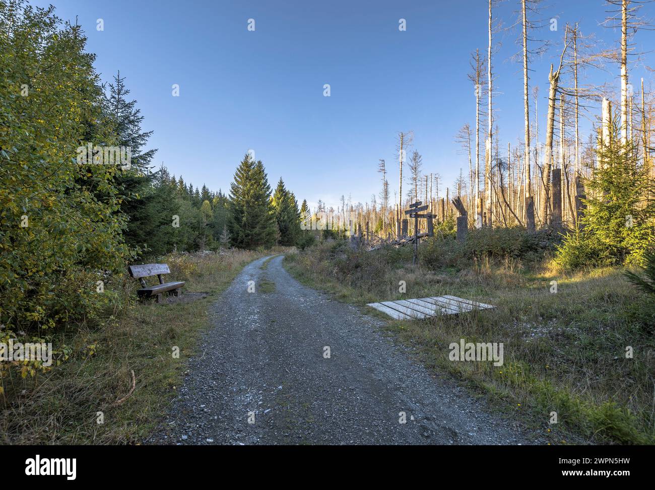 Dead and regrowing spruce trees in the harz national park hi-res stock ...