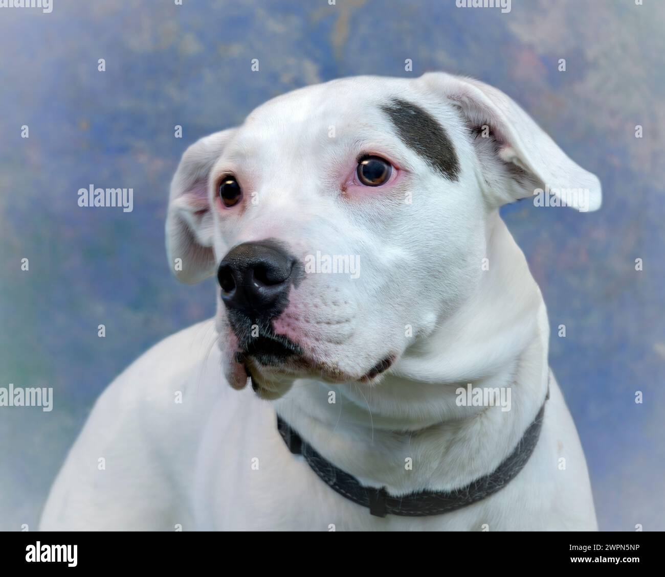 Beautiful view of pet animal hi-res stock photography and images - Alamy