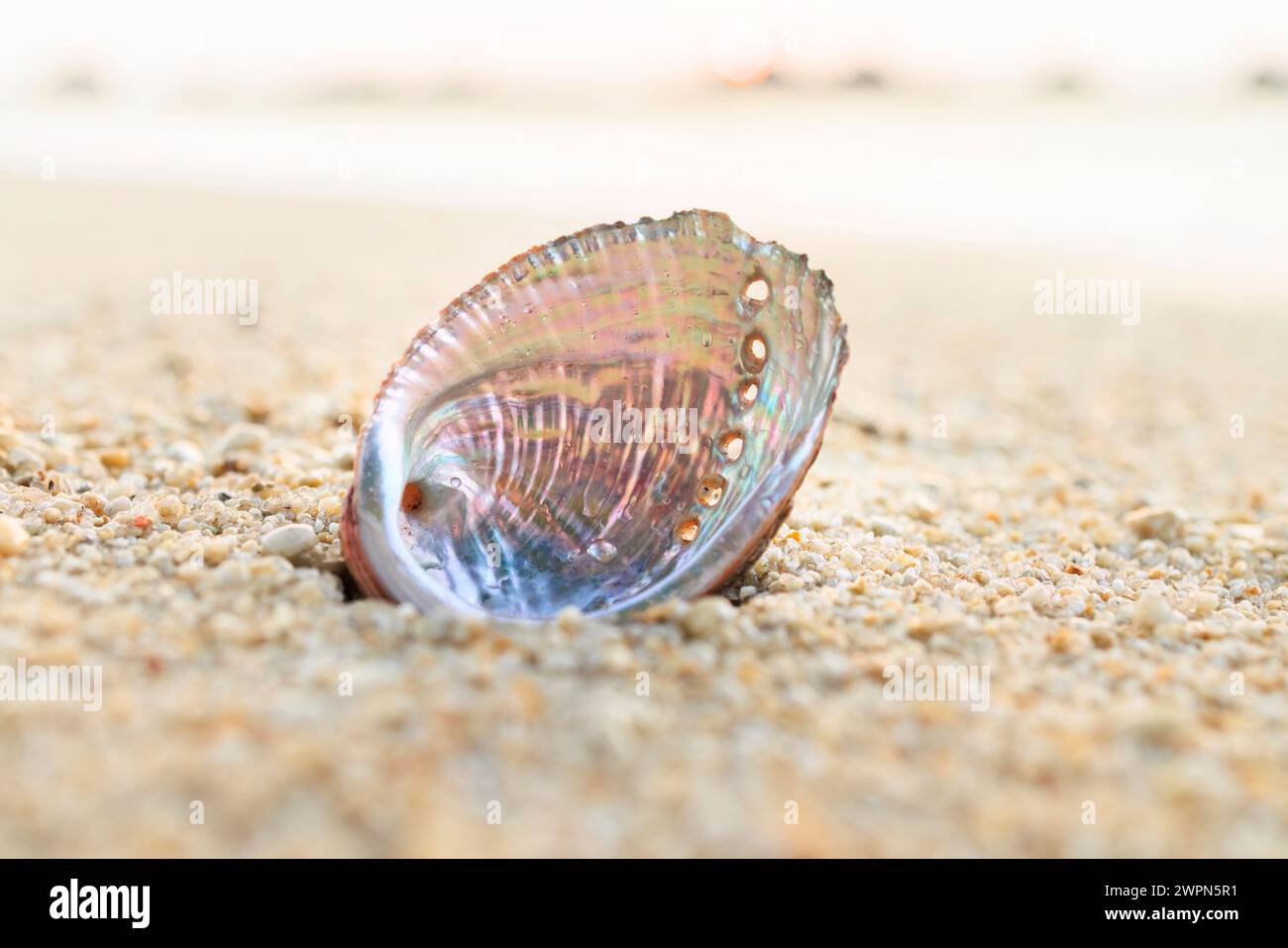 Abalone on the beach in Brignogan, Brittany Stock Photo - Alamy