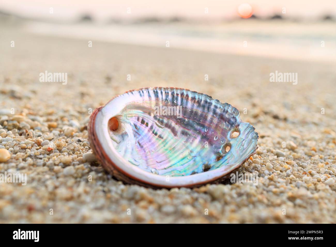Abalone on the beach in Brignogan, Brittany Stock Photo - Alamy