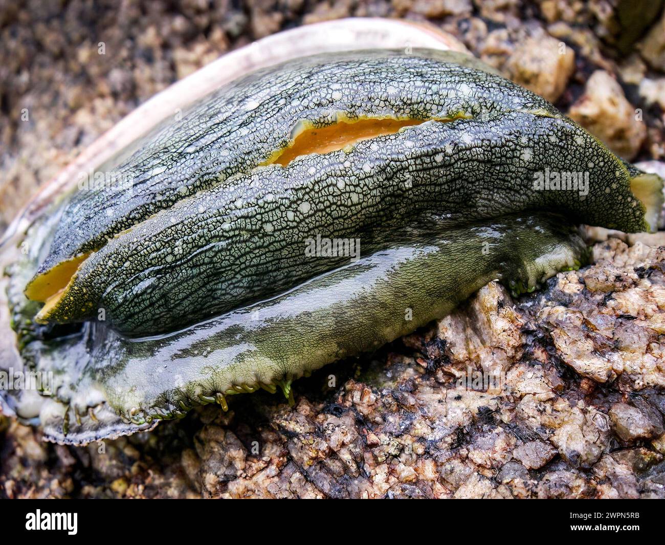 Underwater photo hi-res stock photography and images - Alamy