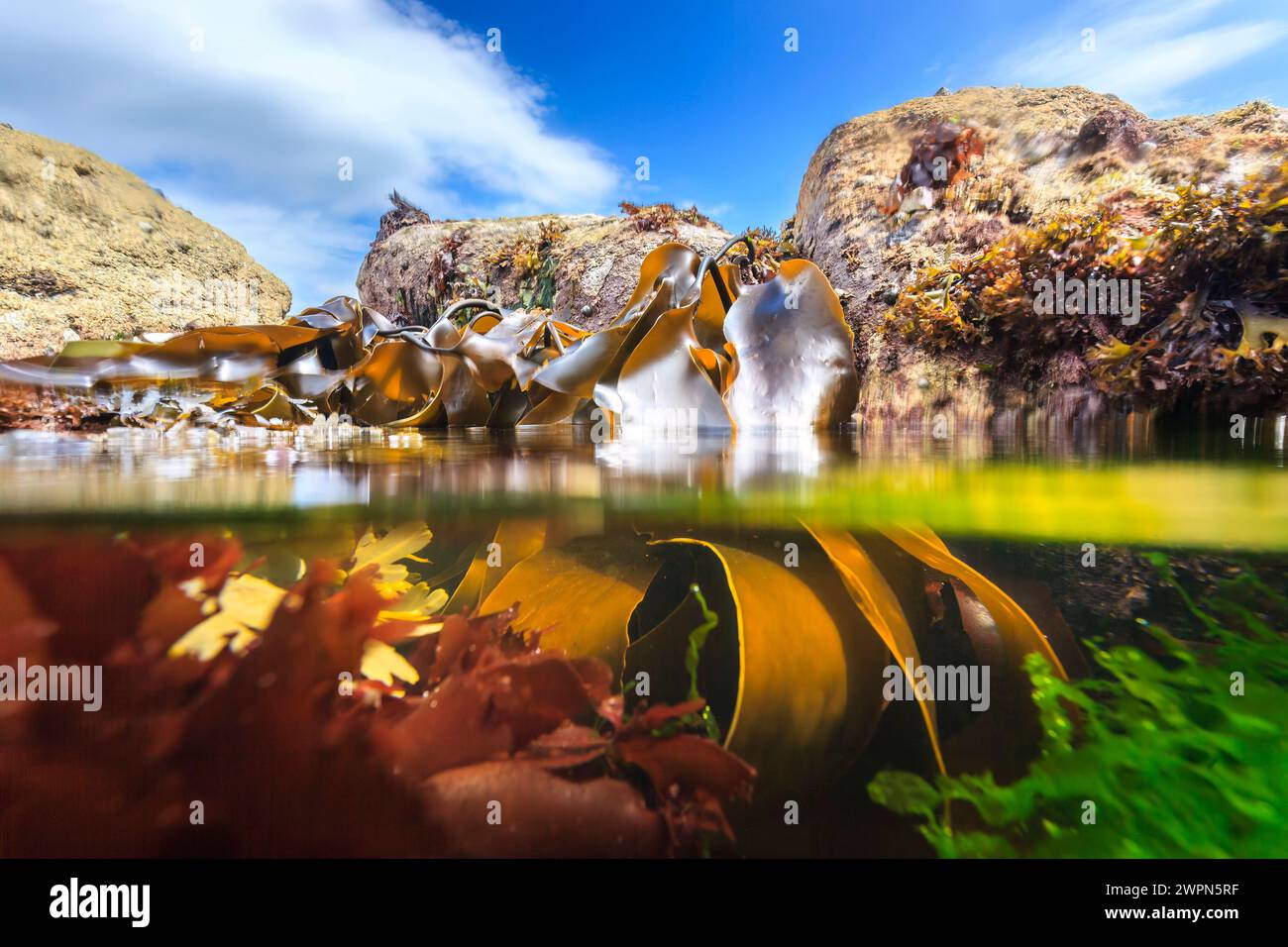 Tang as split photo, Finistere; Brittany Stock Photo - Alamy