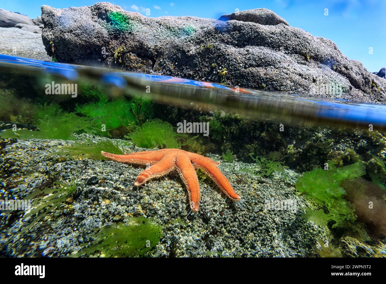 Tidal pool fish hi-res stock photography and images - Alamy