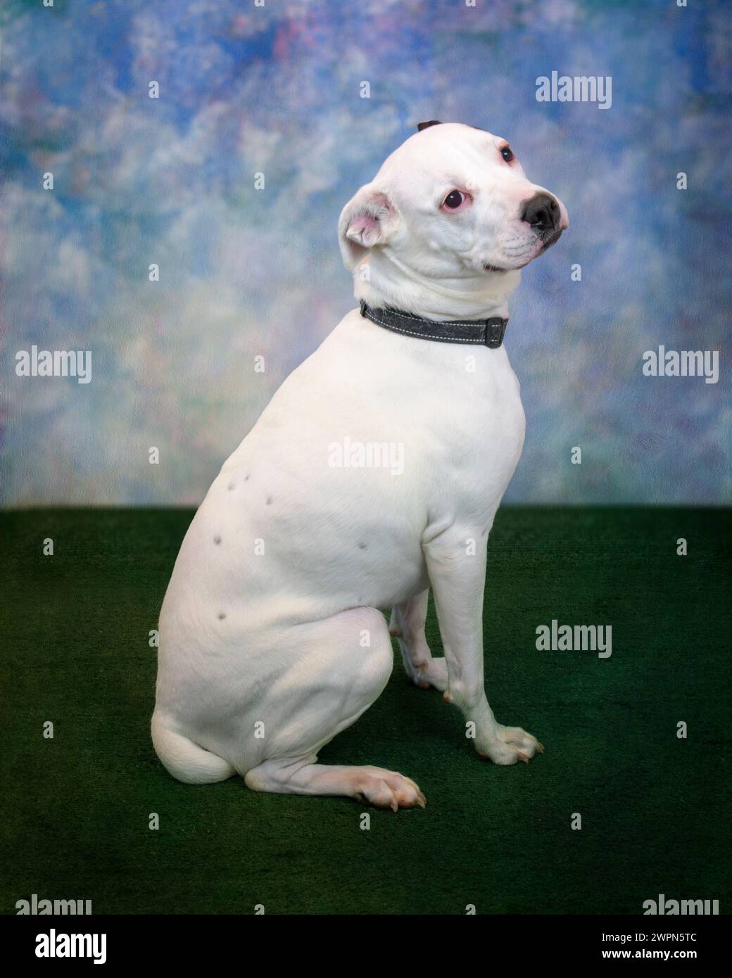 Vertical shot beautiful dog hi-res stock photography and images - Alamy