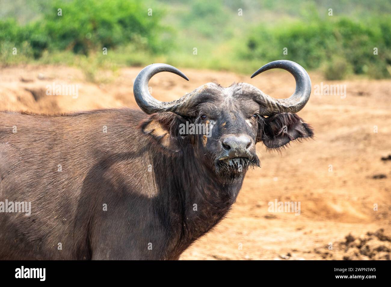 Cape buffalo are one of the largest and most dangerous mammals in ...