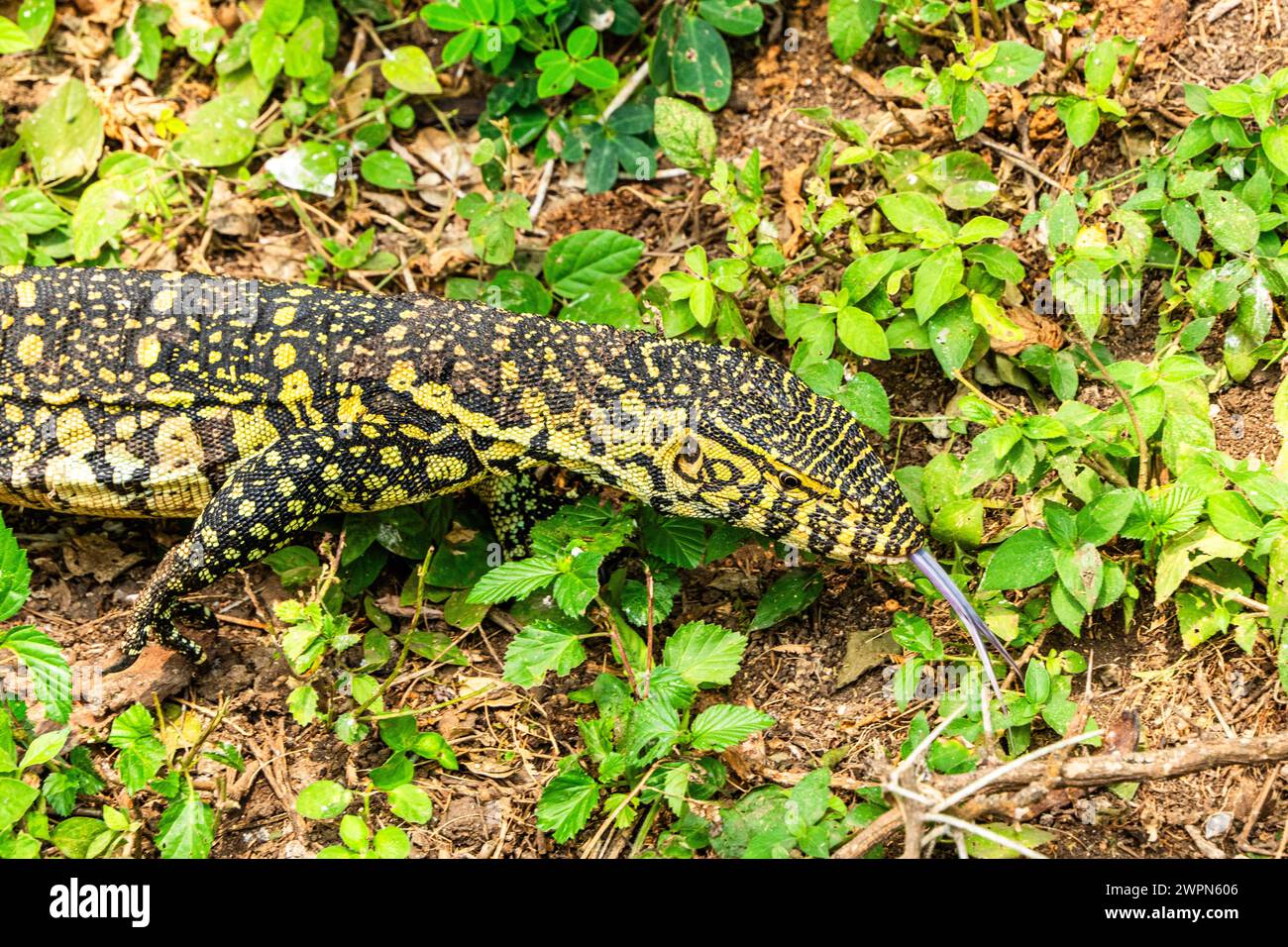 Nile Monitor lizard with forked tongue, it's the longest lizard in ...