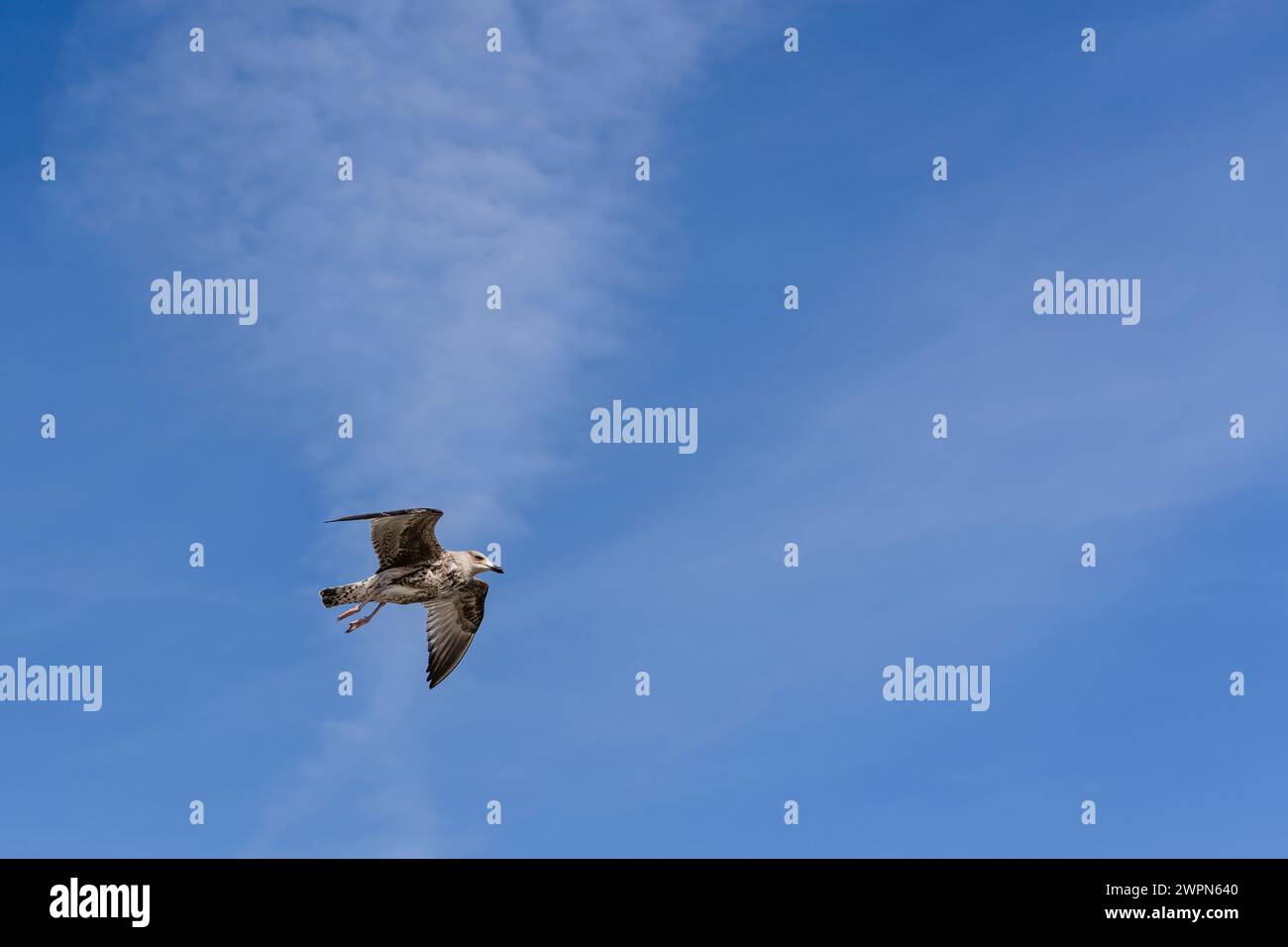 Flight of seagulls in blue sky color colour hi-res stock photography ...