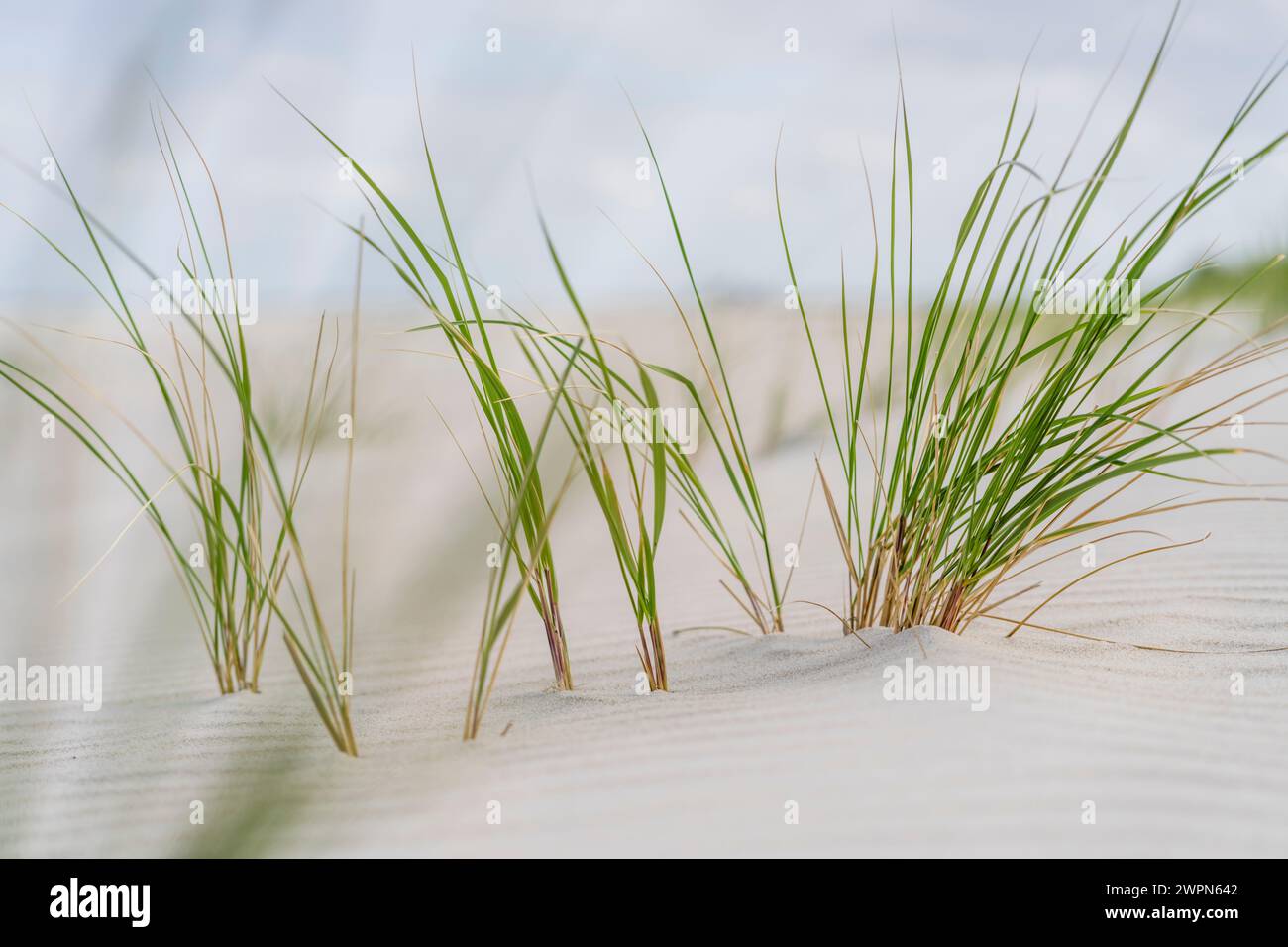 Seaweed grows on the beach of Norderney, bright colors, ground-level ...