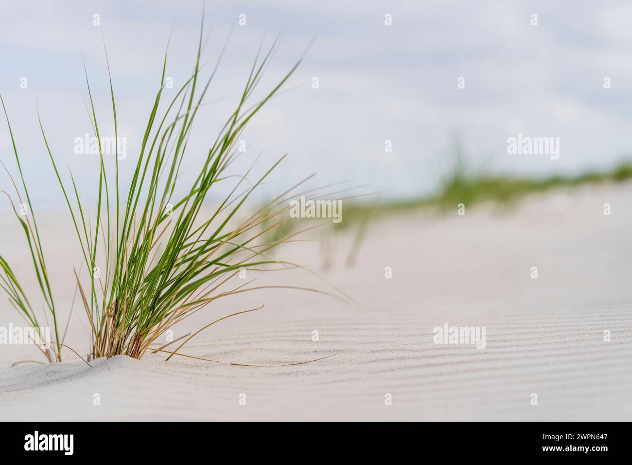Seaweed grows on the beach of Norderney, bright colors, ground-level ...