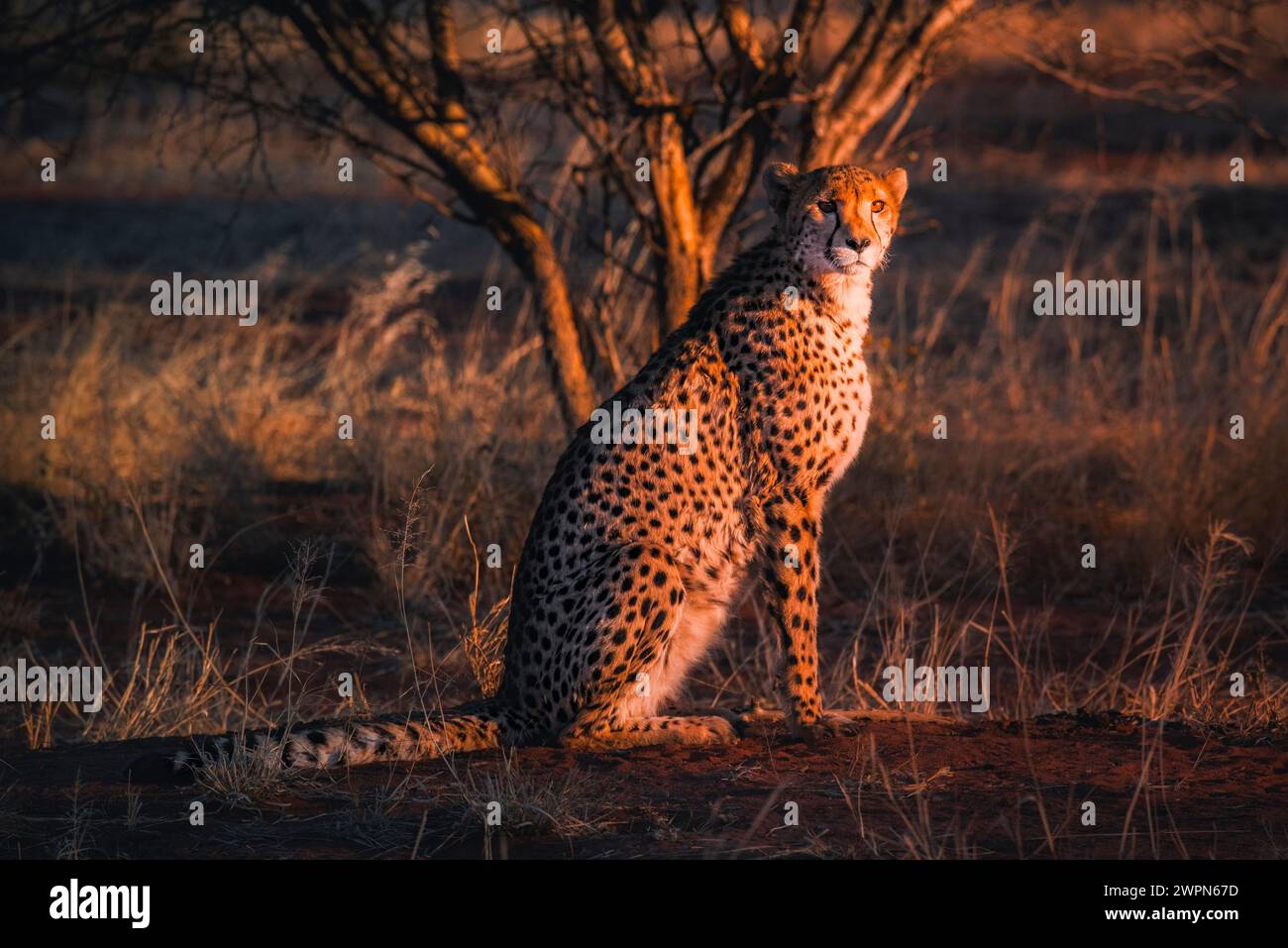 Cheetah sunset hi-res stock photography and images - Alamy