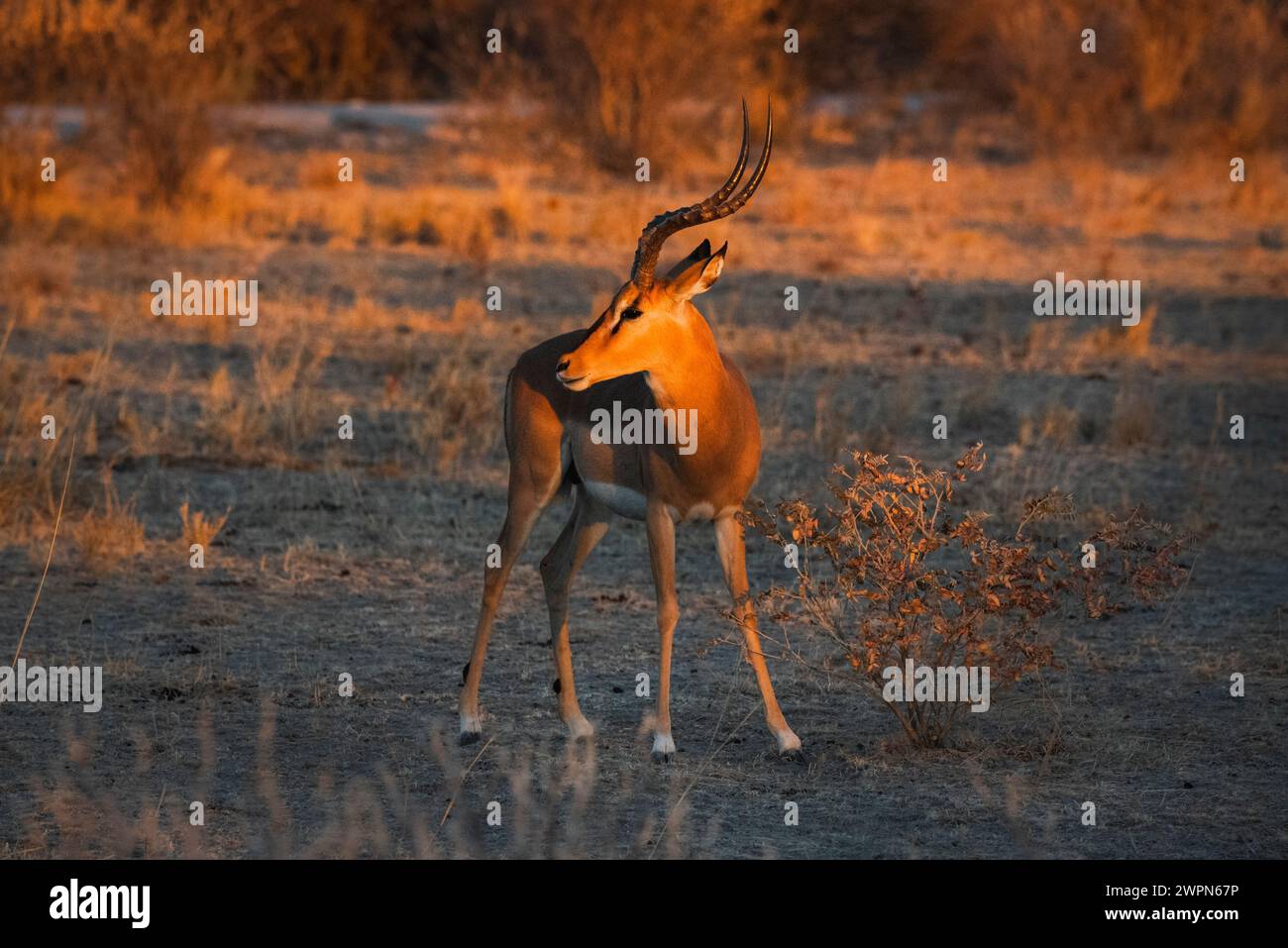 Springbok in the warm evening light in the Namibian desert, Namibia ...