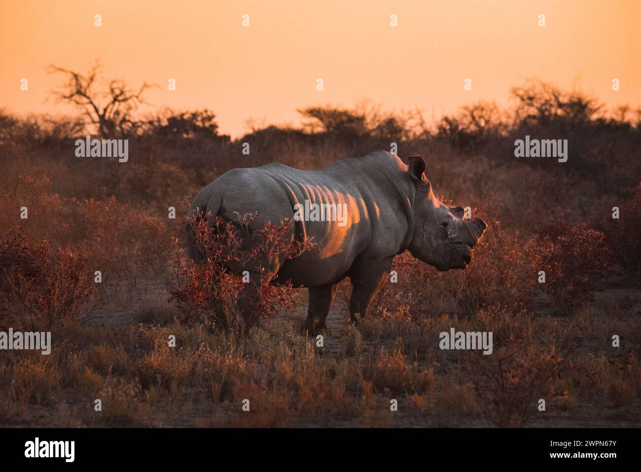 White rhino in a steppe landscape in the warm evening light in Namibia ...