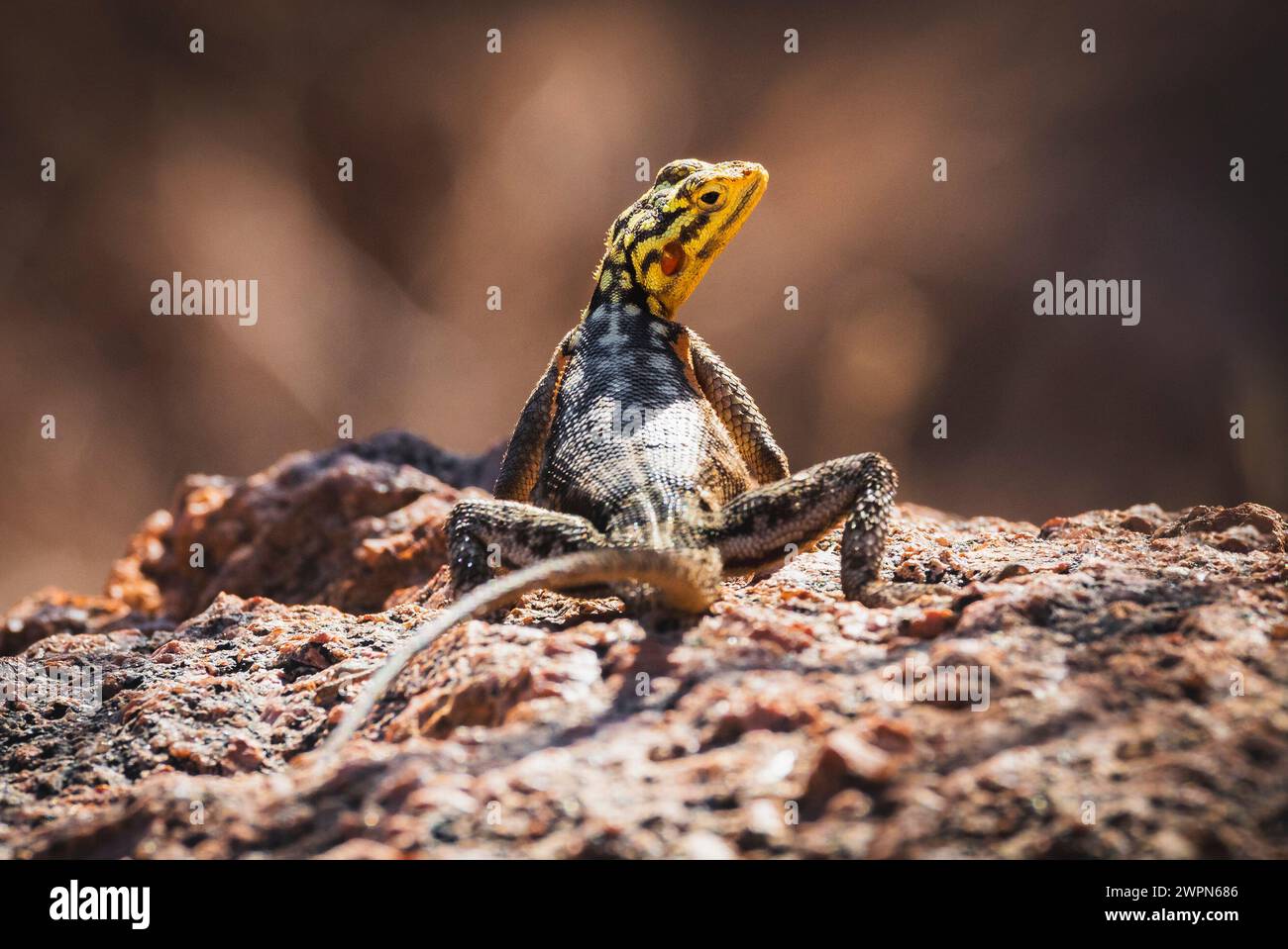 Lizard namibia hi-res stock photography and images - Alamy