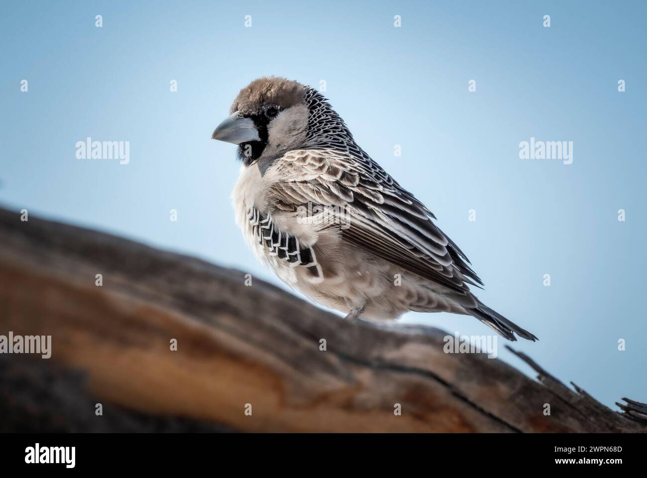 Blue bird sitting on a branch hi-res stock photography and images - Alamy