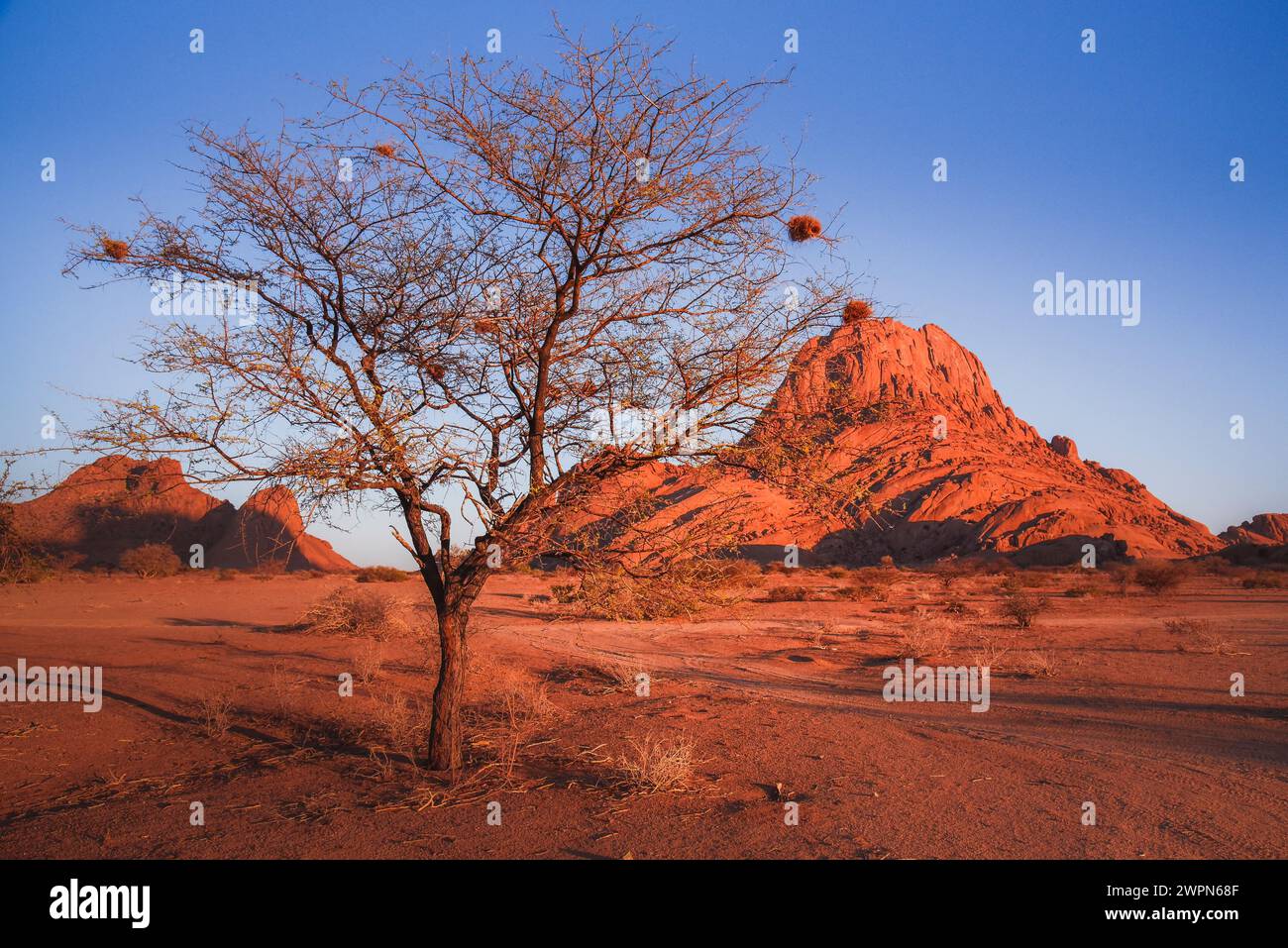 Camel thorn tree hi-res stock photography and images - Alamy