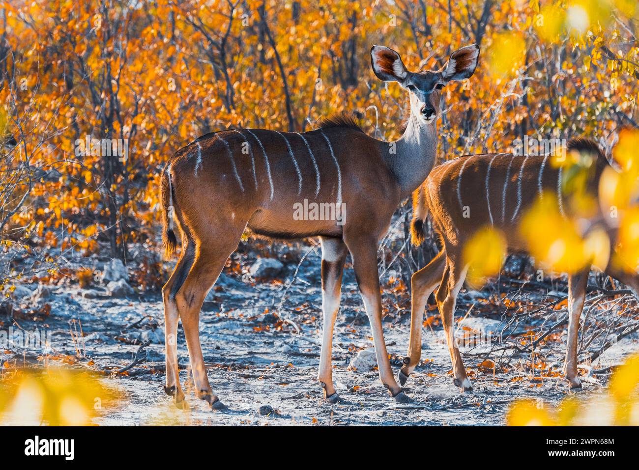 Namibian desert hi-res stock photography and images - Alamy