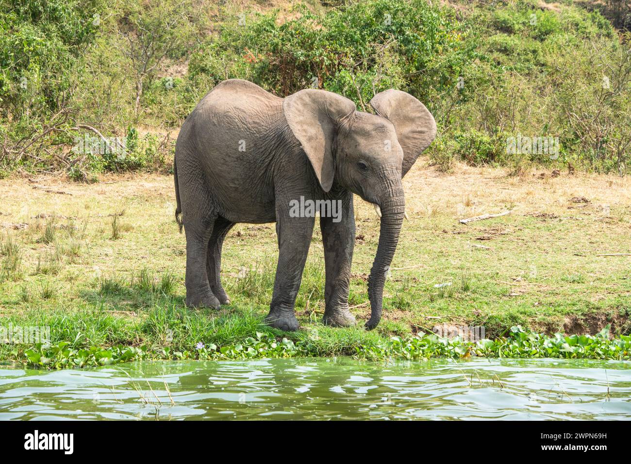 Baby elephant drinking water on the edge of Kazinga Channel, Uganda ...