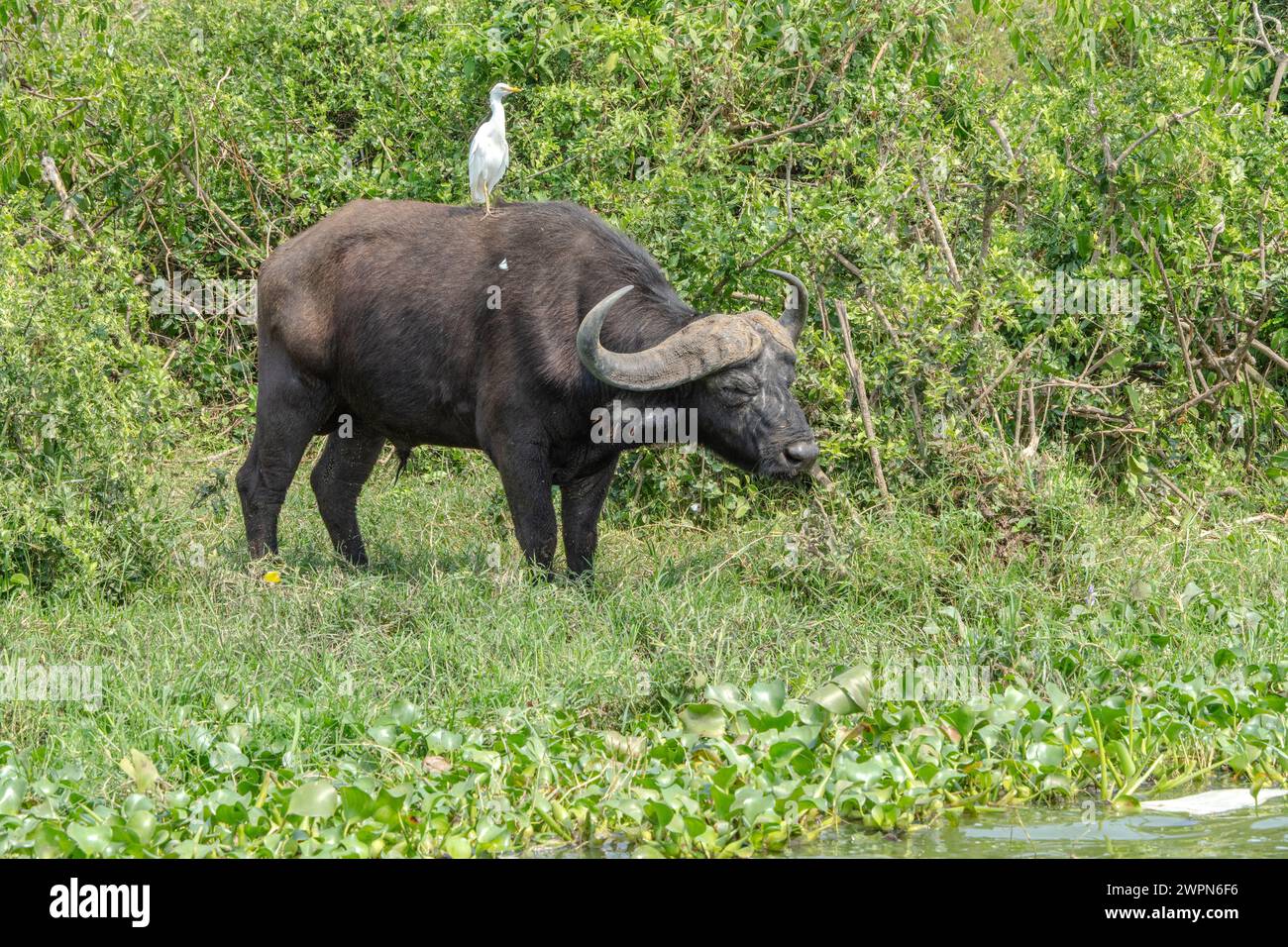 Cape buffalo have a symbiotic relationship with birds who eat pests off ...