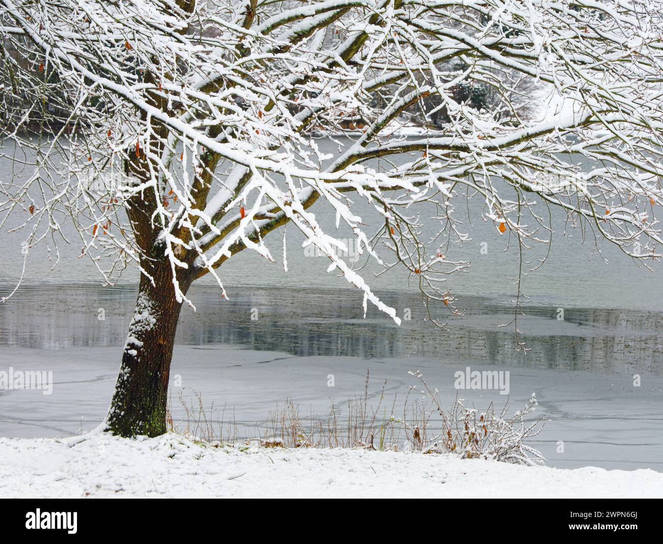Europe, Germany, Hesse, Central Hesse, Lahn-Dill-Bergland Nature Park, Aartalsee, Winter, Oak ...
