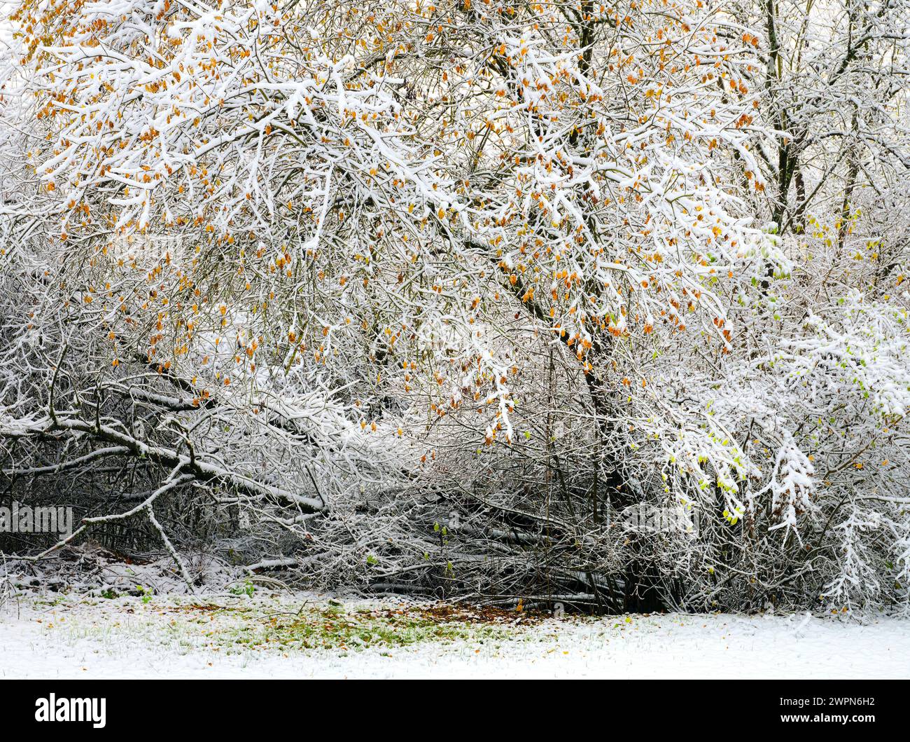 Europe, Germany, Hesse, Central Hesse, Lahn-Dill-Bergland Nature Park ...