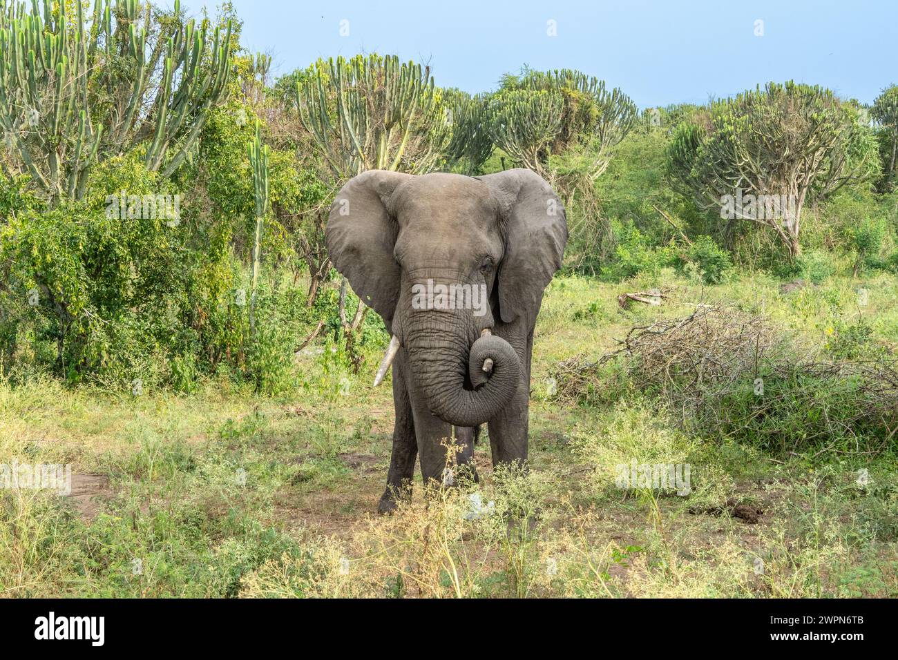 African elephant twirls his trunk around his tusk, stading in a field ...