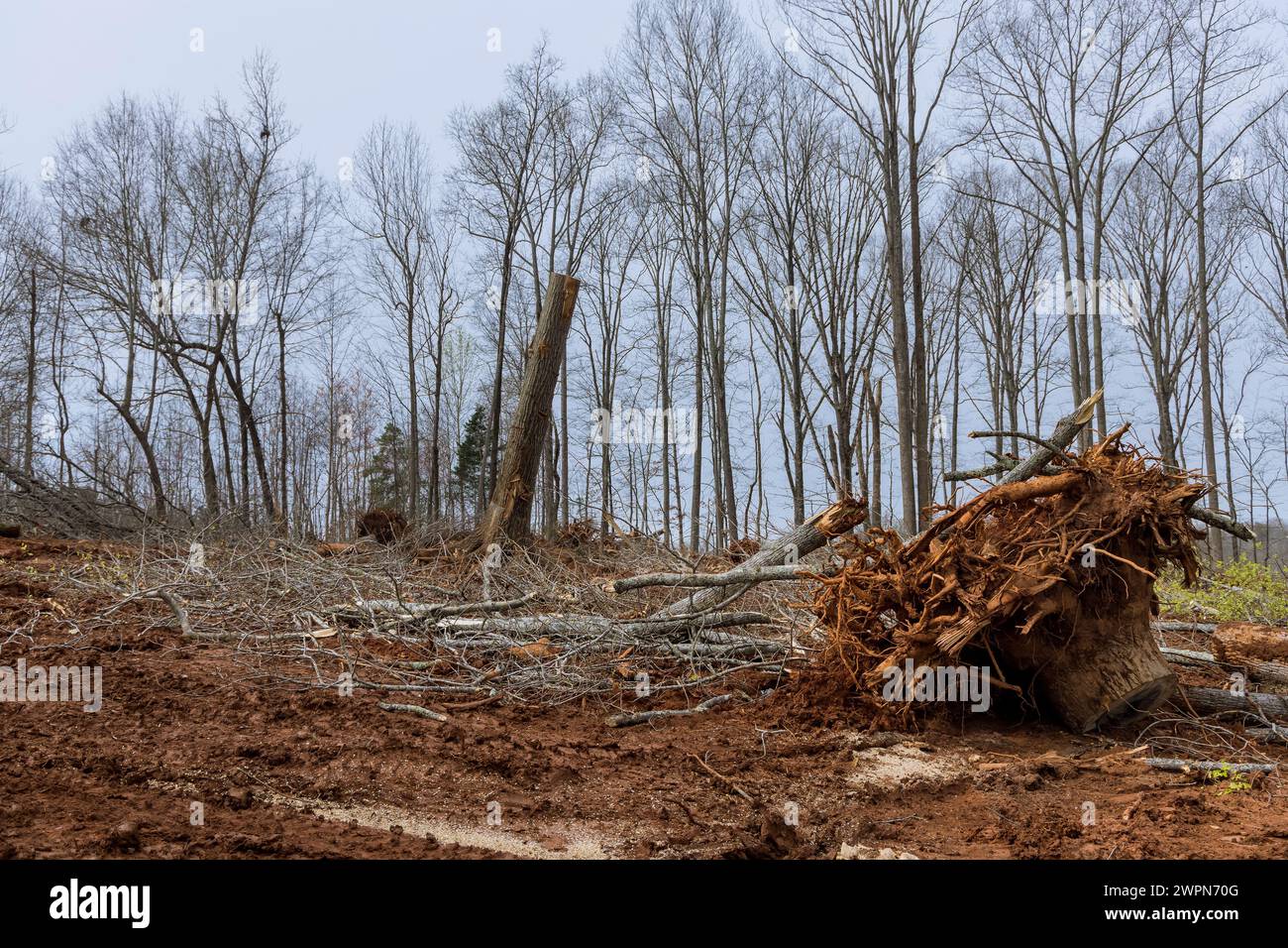Foresters stack tree logs that have just been cut before they are ...