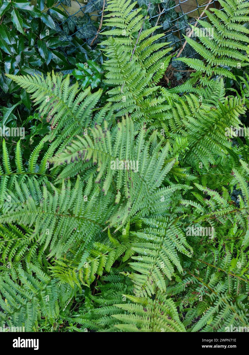 Green leaves garden in hi-res stock photography and images - Alamy