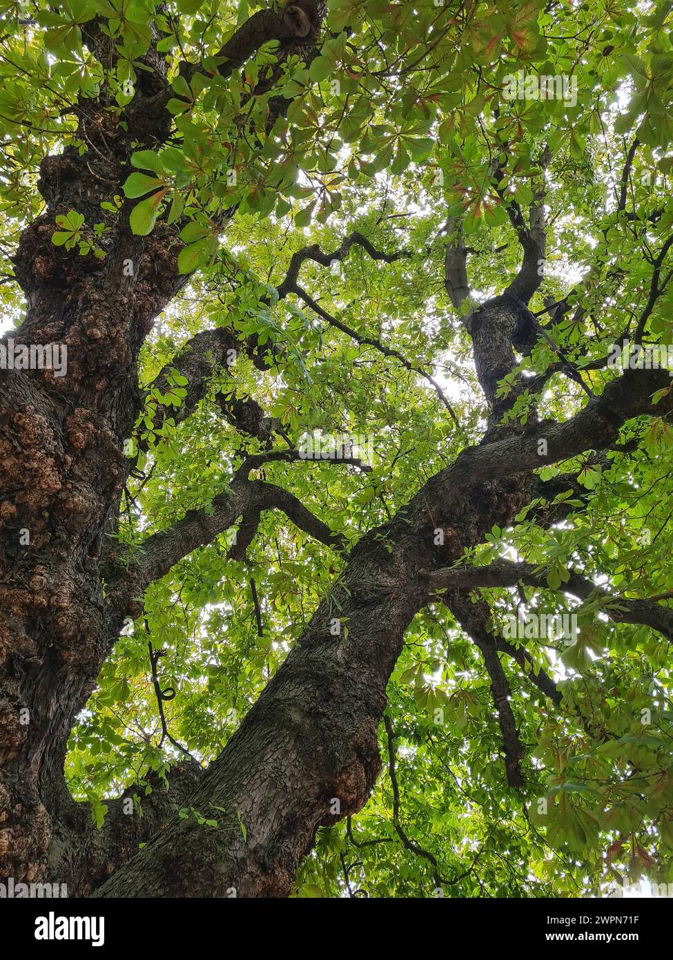 Bottom view on maple green hi-res stock photography and images - Alamy