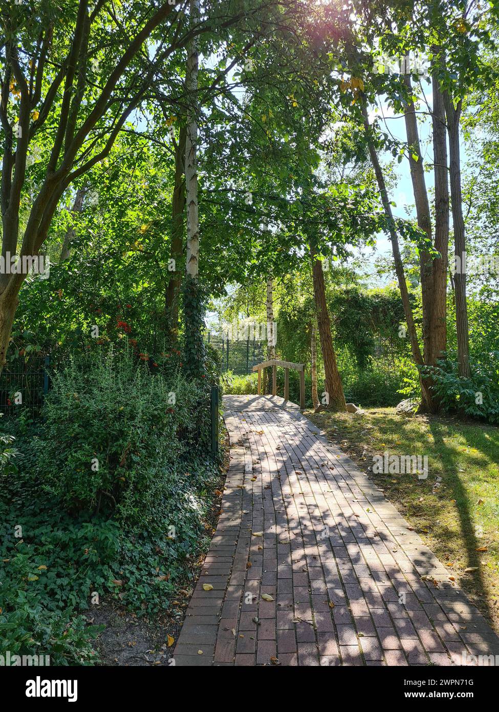 Narrow trees and bushes with sun and shade against the light on a ...