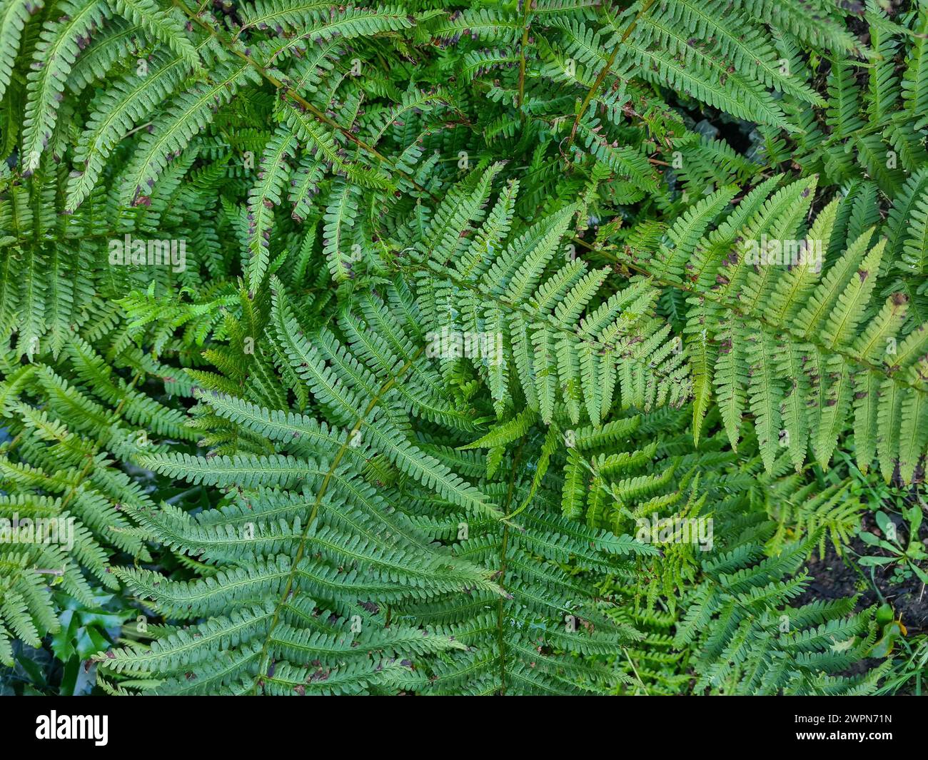Plant many green leaves hi-res stock photography and images - Alamy