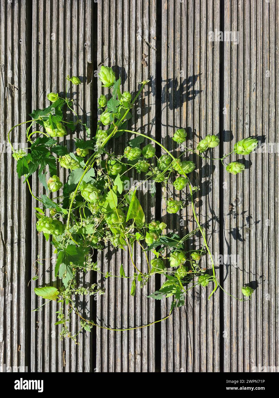 Hops terrace hi-res stock photography and images - Alamy