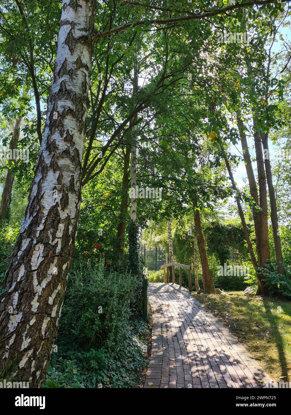 A birch tree stands to the left of a narrow path in a park with trees ...