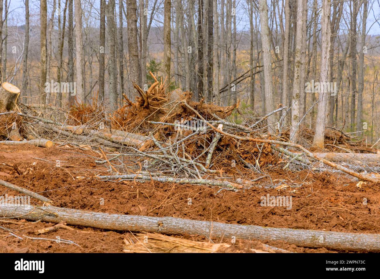 Newly cut trees are stacked in forest before they are sent to sawmill ...