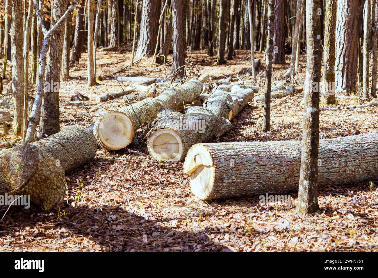 Tree logs are stacked in forest before being sent to sawmill after ... Tree logs are stacked in forest before being sent to sawmill after ...