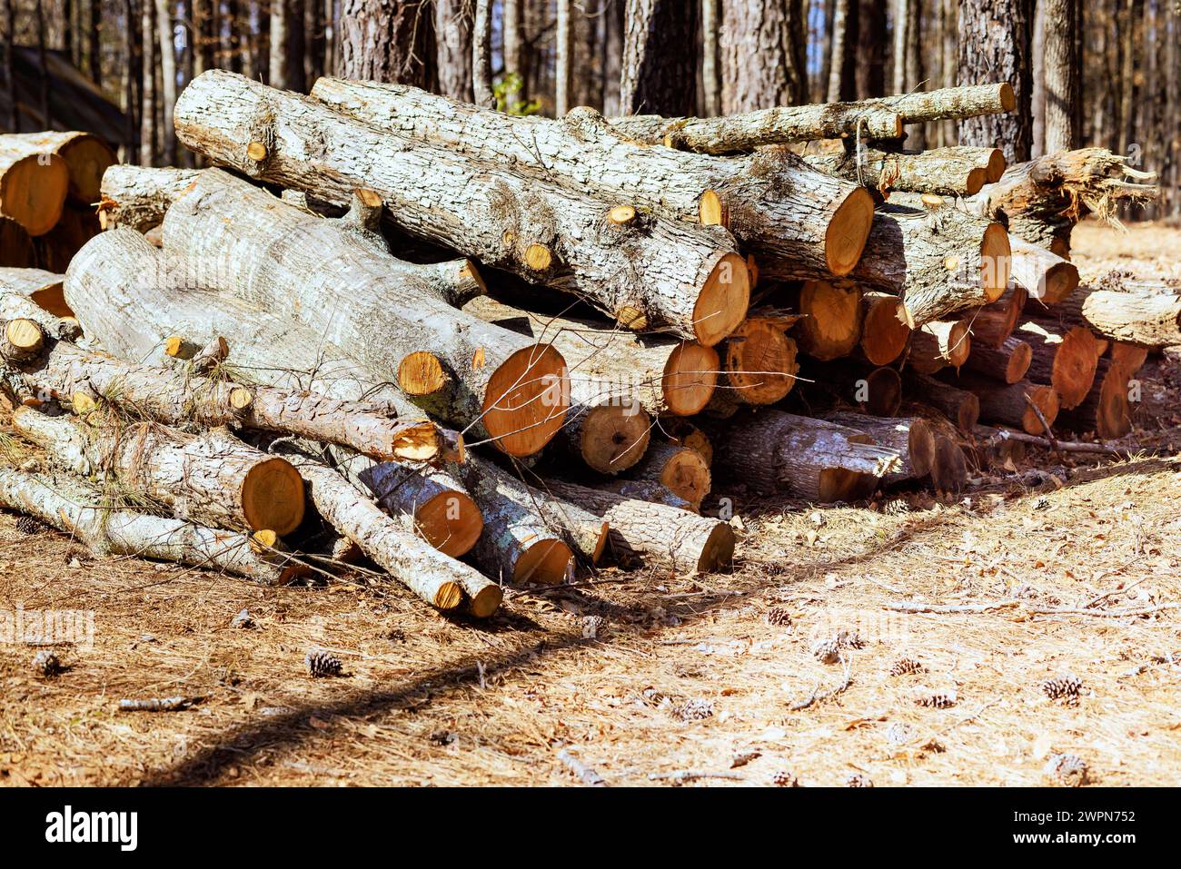 Logs cut from the forest are stacked before being sent to sawmill Stock ...