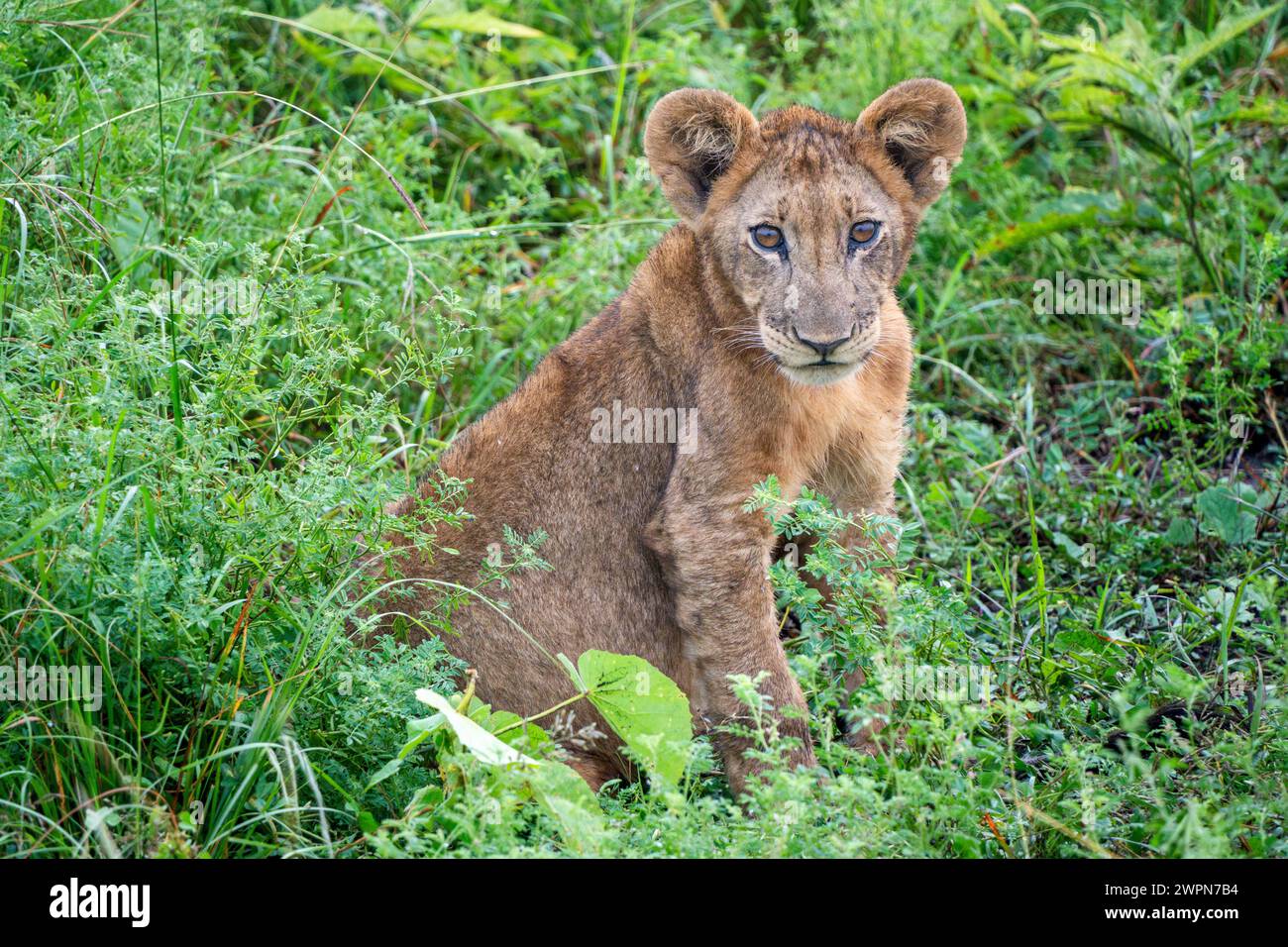 Lion cub on the savanna seen on safari in Queen Elizabeth Park, Uganda ...