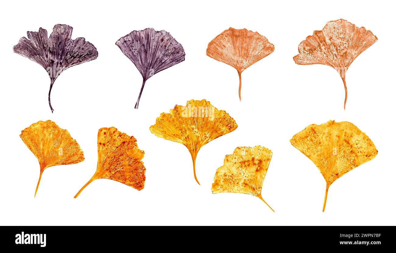 Design modern leaf imprint of biloba. Leaves in golden, brown colors ...