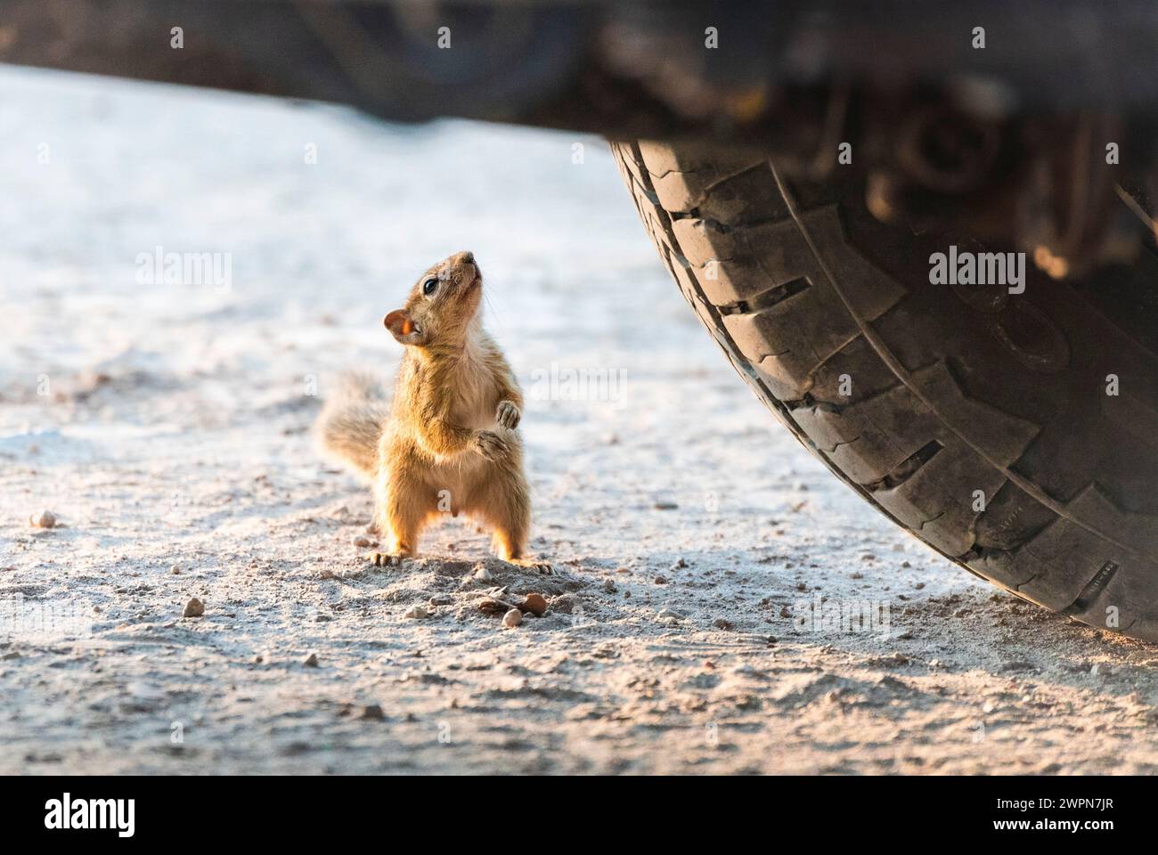 Bristly animal hi-res stock photography and images - Alamy