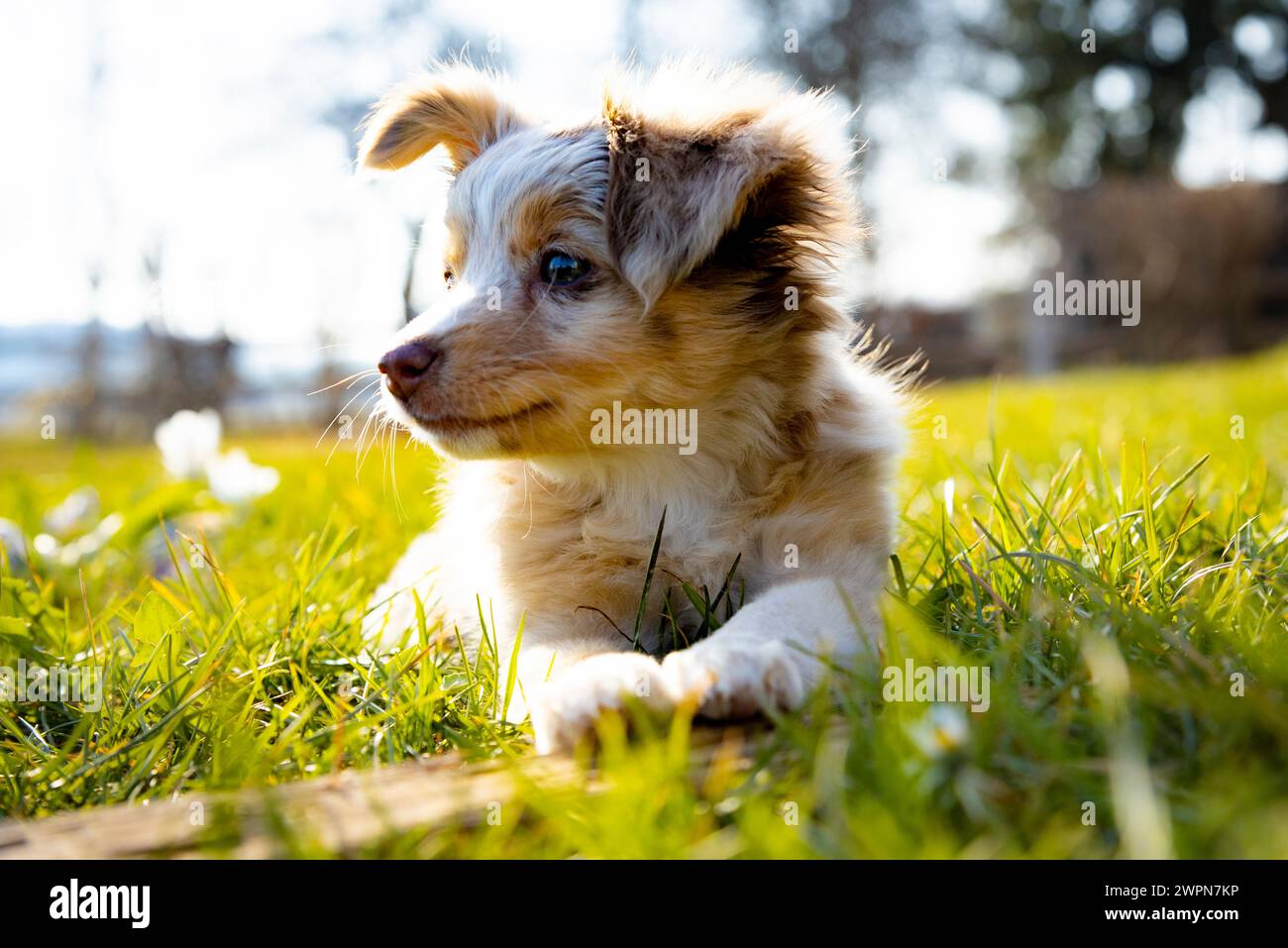 Australian mini hi-res stock photography and images - Alamy