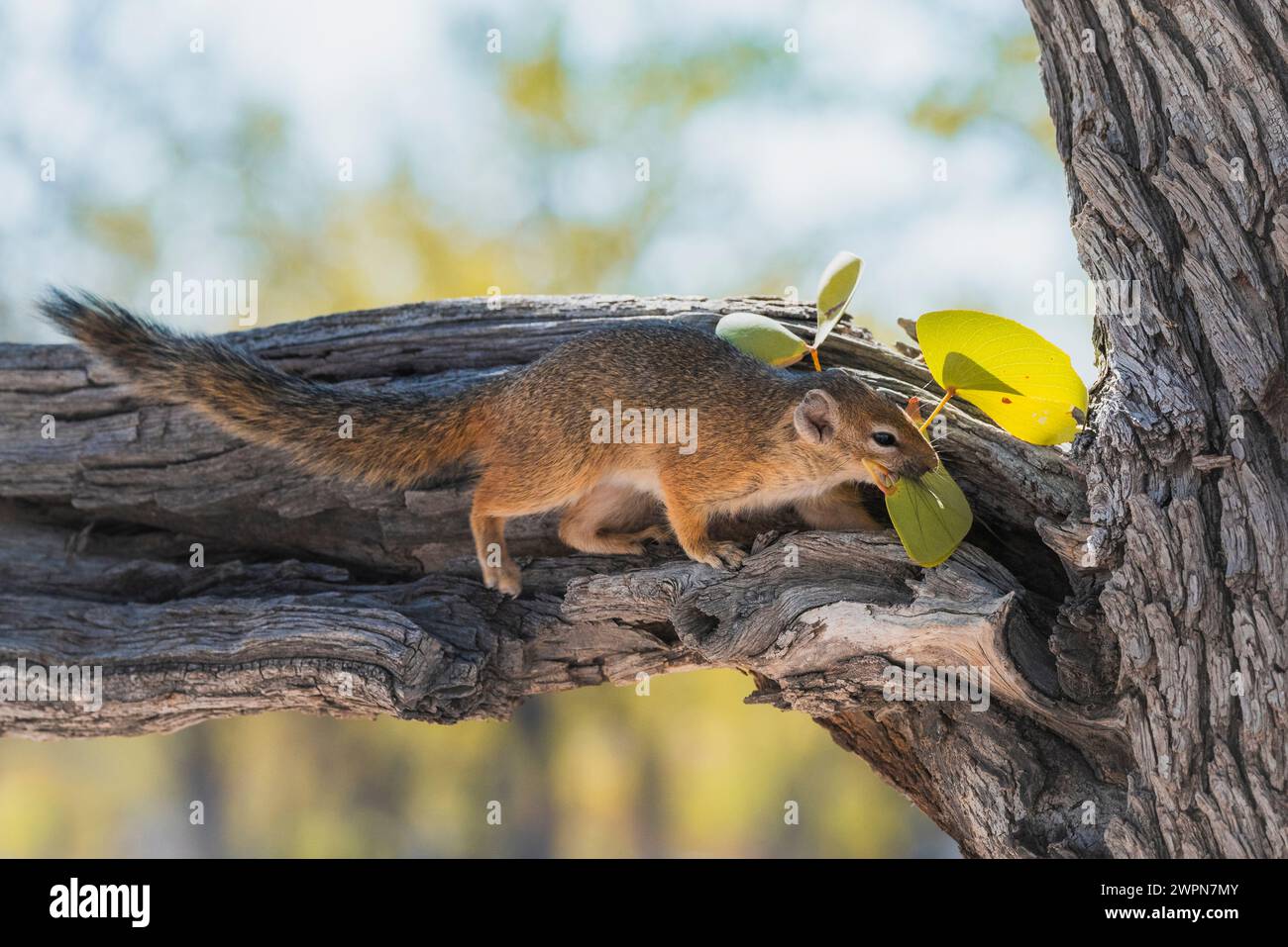 An African bristly ground squirrel brings a branch of foliage into its ...