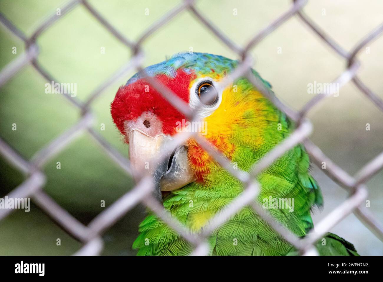 Close-up shot of the face of a yellow-headed parakeet in captivity ...