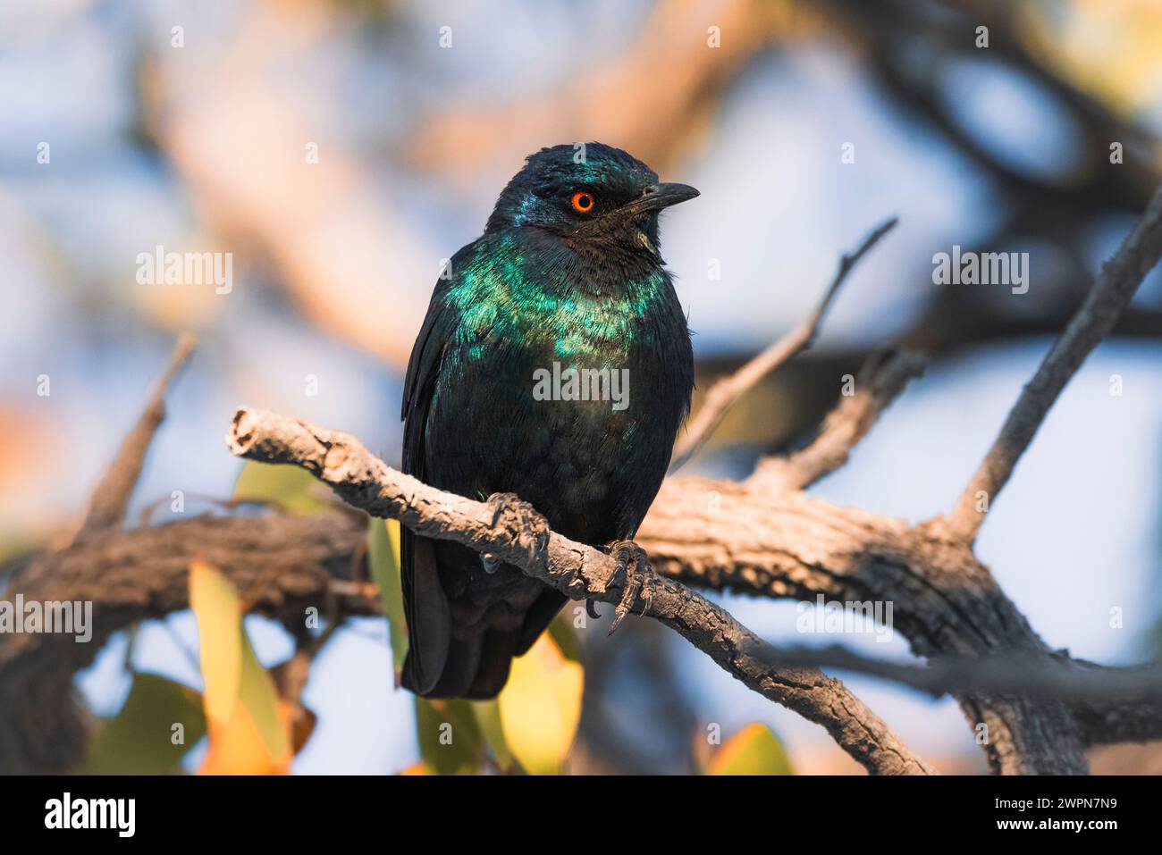 Cape Glossy Starling (Lamprotornis nitens) on a branch in Etosha National Park, Namibia, Africa ...