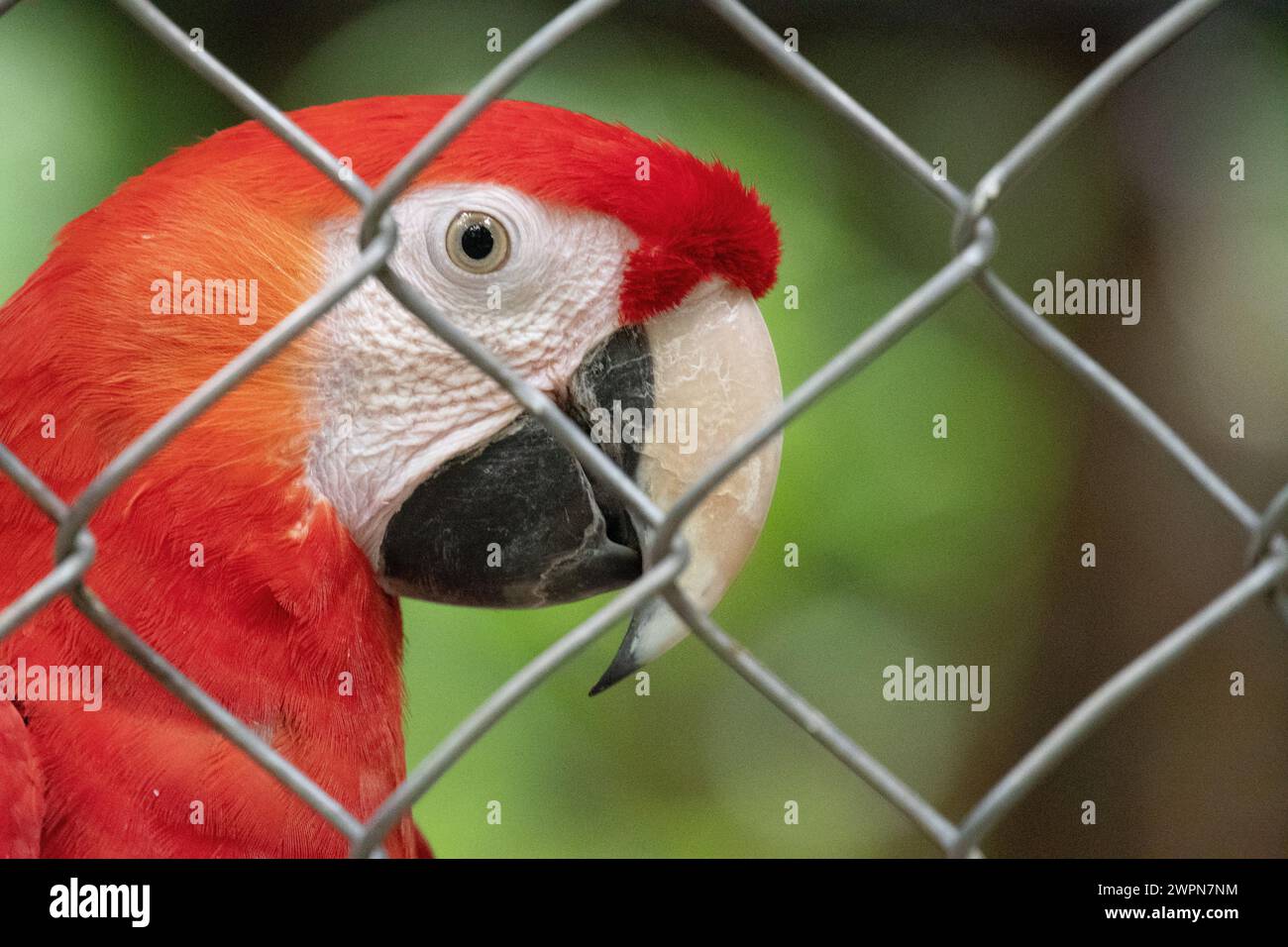 Close-up shot of the face of a scarlet macaw held in captivity behind a ...