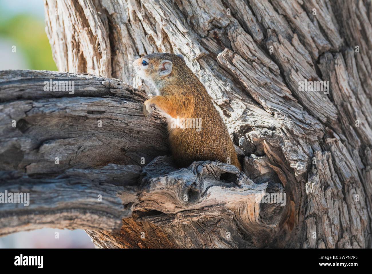African bristly ground squirrel looking out of its tree cave into the ...