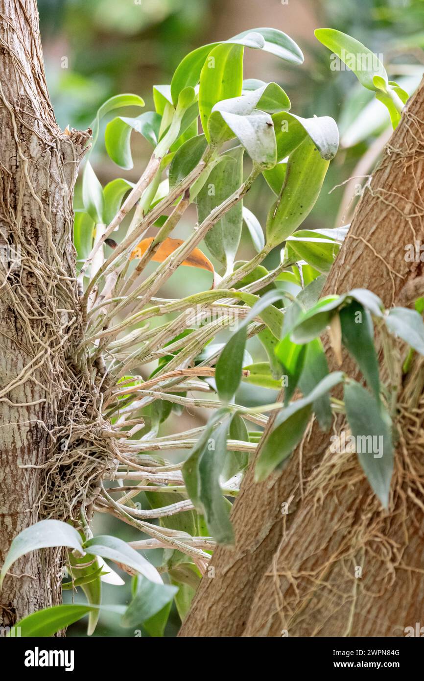 Hanging orchid tree hi-res stock photography and images - Alamy
