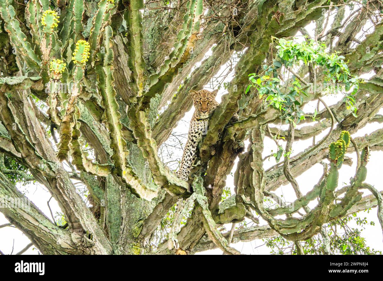 Leopard relaxing in a cactus tree in Uganda Stock Photo - Alamy